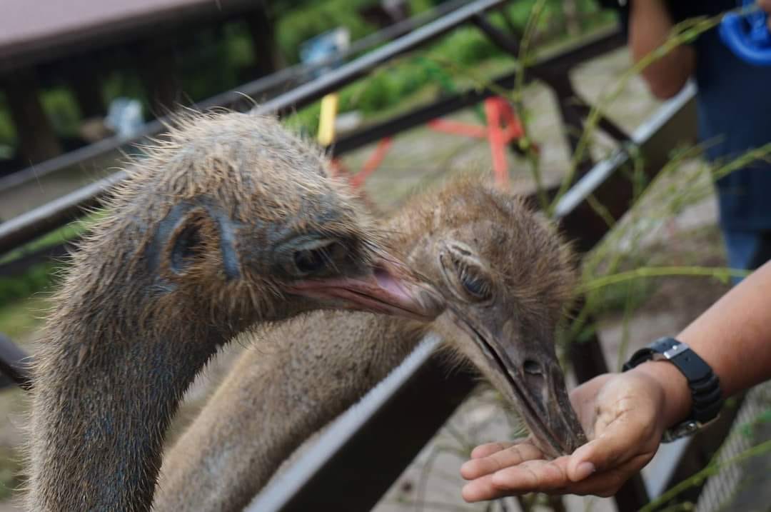 Zoocobia Fun Zoo: Clark’s First Adventure Zoo Park - Where In Pampanga